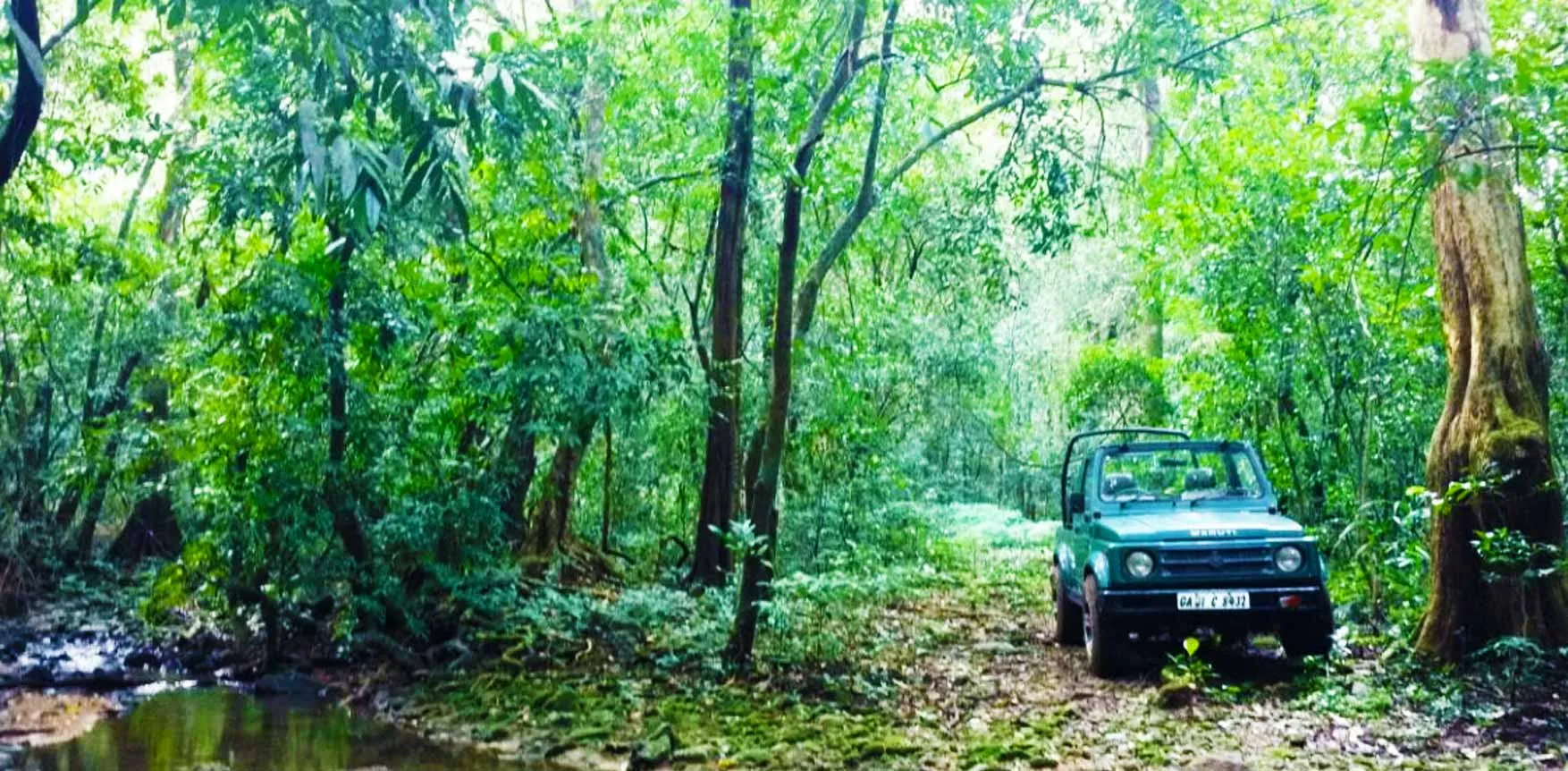 A Guide to Mollem National Park