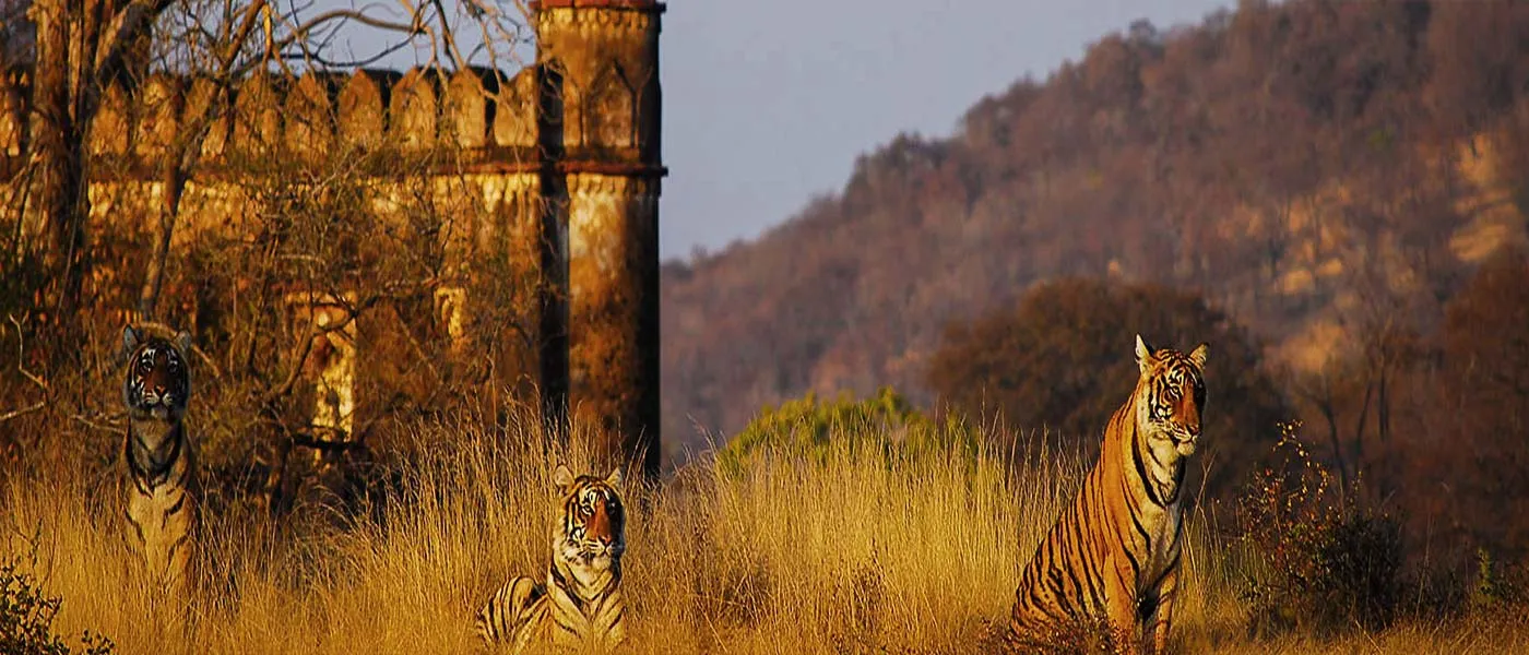 Top 15 Things to do in Ranthambore