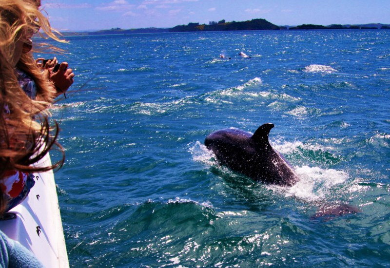 Dolphin Show in Goa - Today’s offer Rs.500 ( 29 % off)